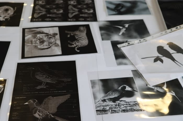 Cyanotype Workshop - Visit Birmingham