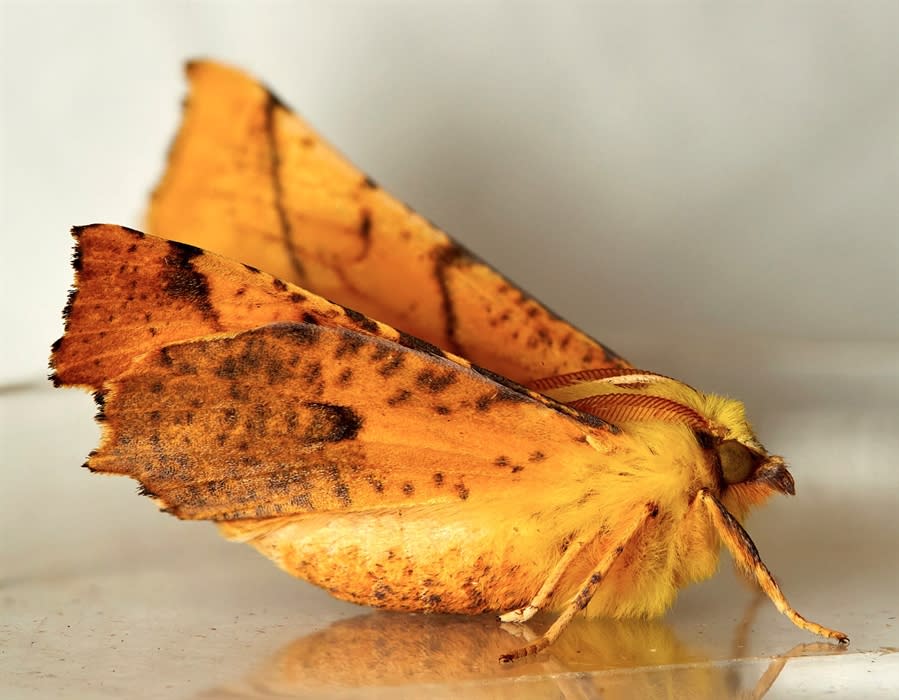 Moth trapping and bug hunt at Aston Hall - Visit Birmingham