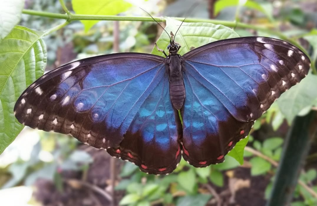 Stratford Butterfly Farm