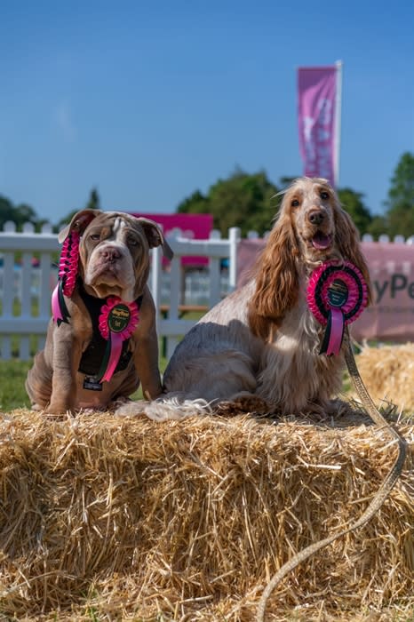 Dogfest 2024 - Visit Birmingham