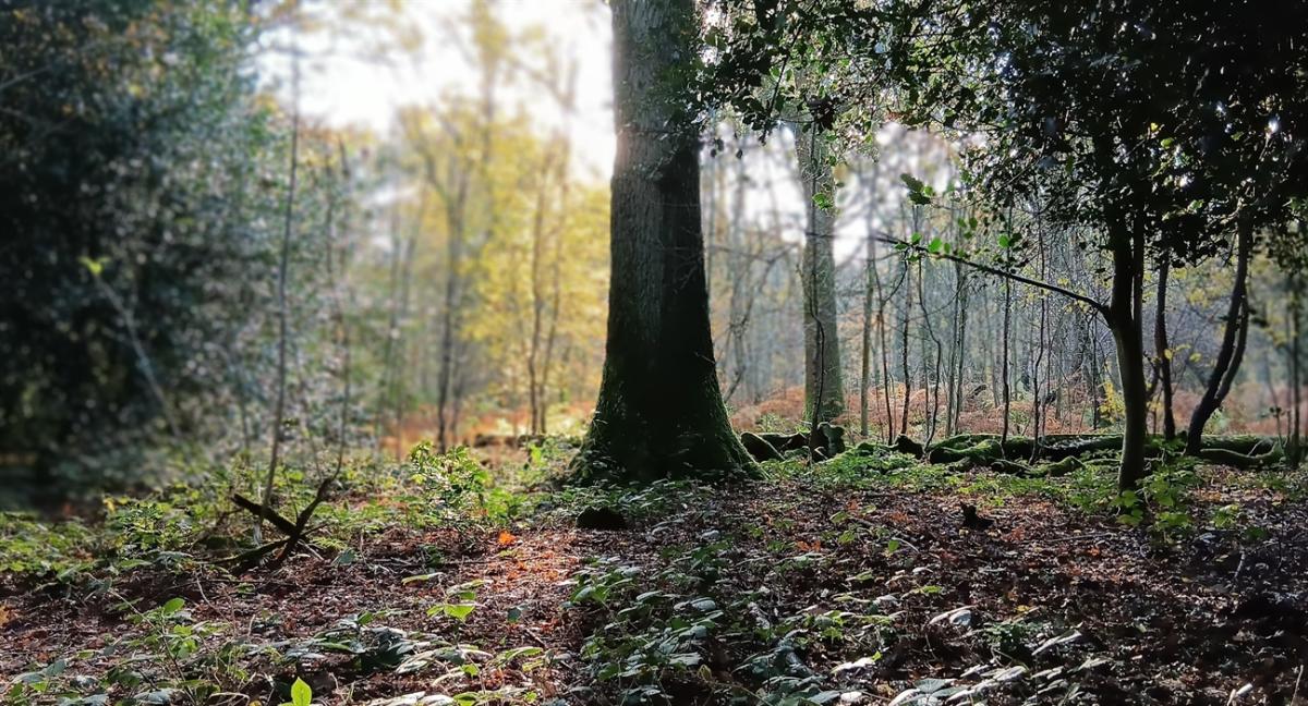 Forest Bathing at Clowes Wood - Visit Birmingham