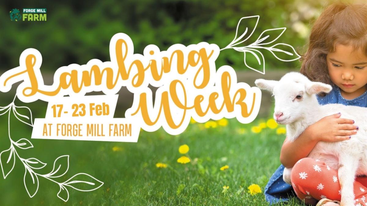 Half Term Lambing Week at Forge Mill Farm - Visit Birmingham