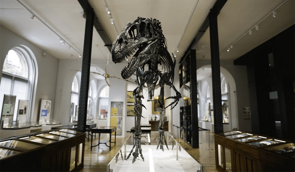 Lapworth Museum of Geology - Visit Birmingham