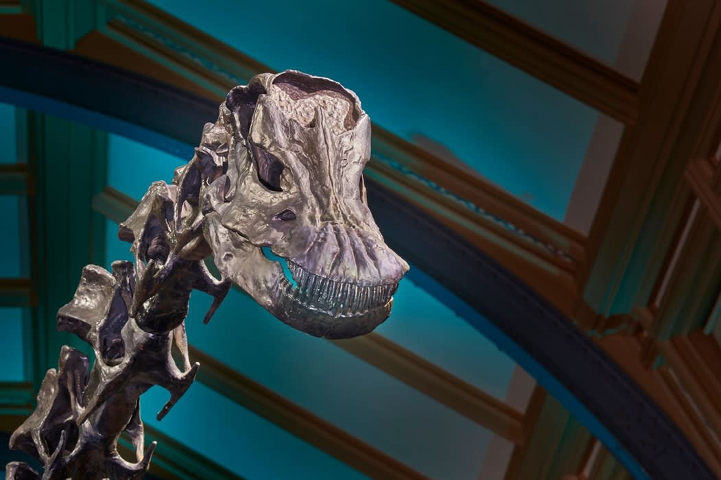 Celebrate Dippy’s birthday at the Herbert Art Gallery & Museum - Visit ...