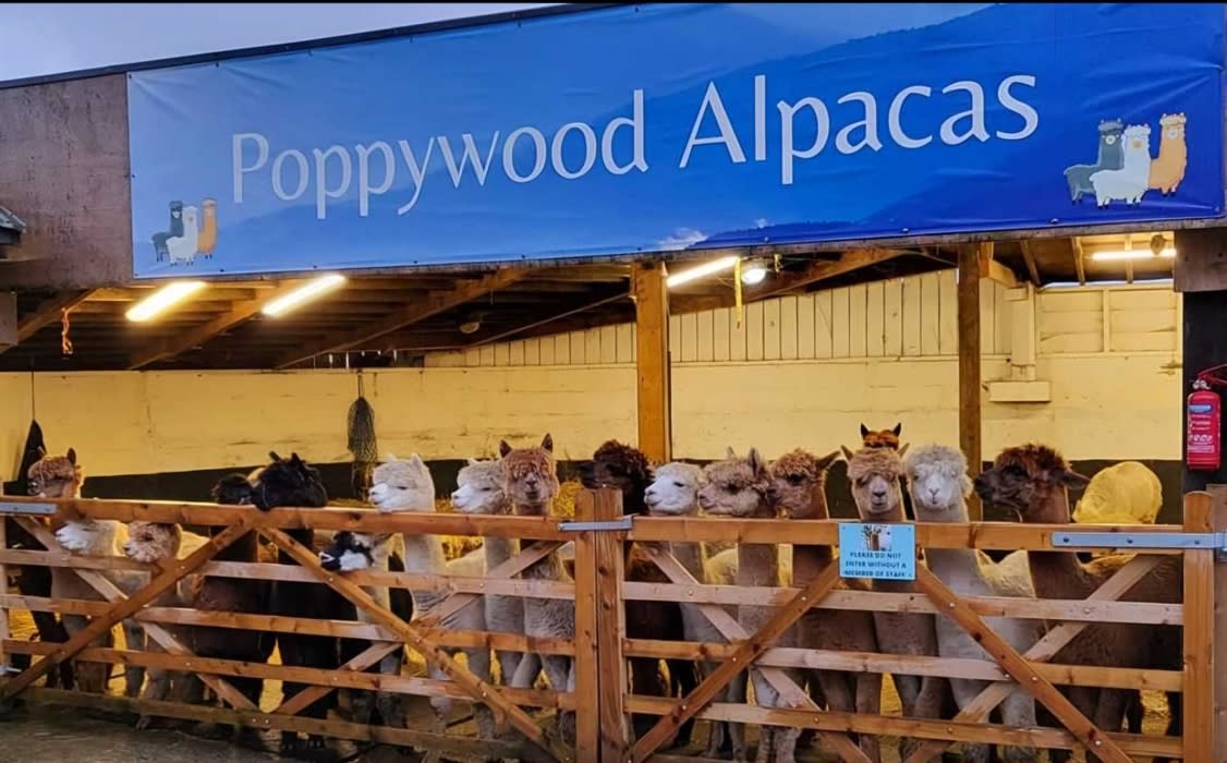 Poppywood Alpacas