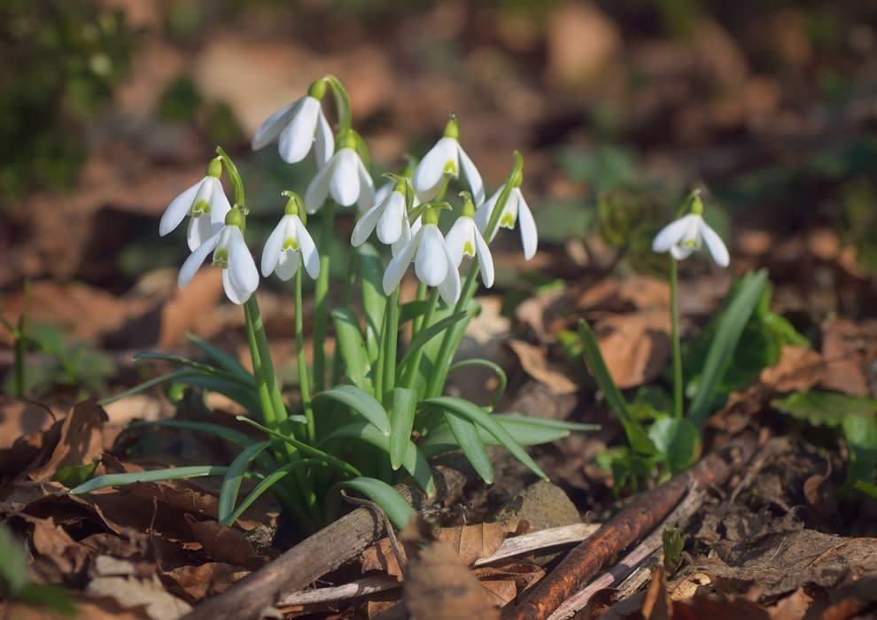 First Signs of Spring Nature Trail