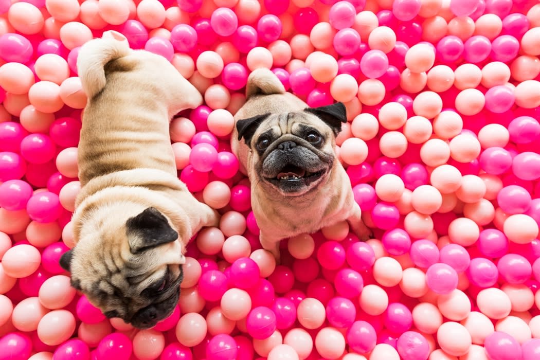 Cuppapug