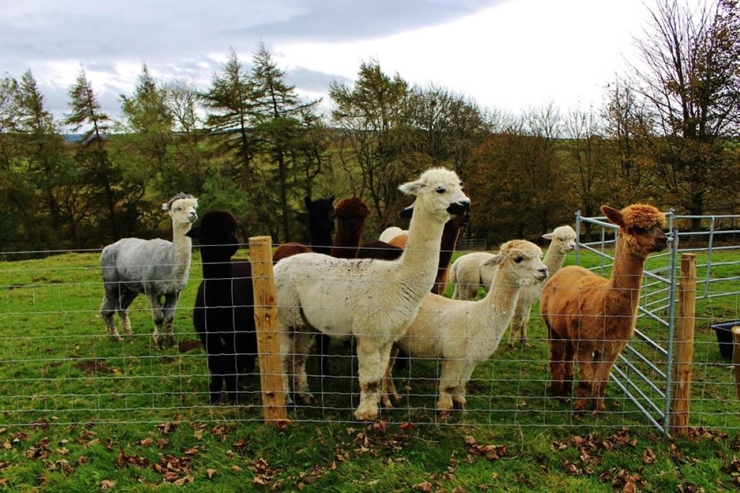 Teesdale Alpacas Farm Visits