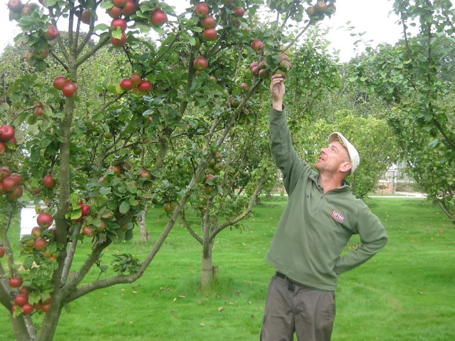 Apple Day
