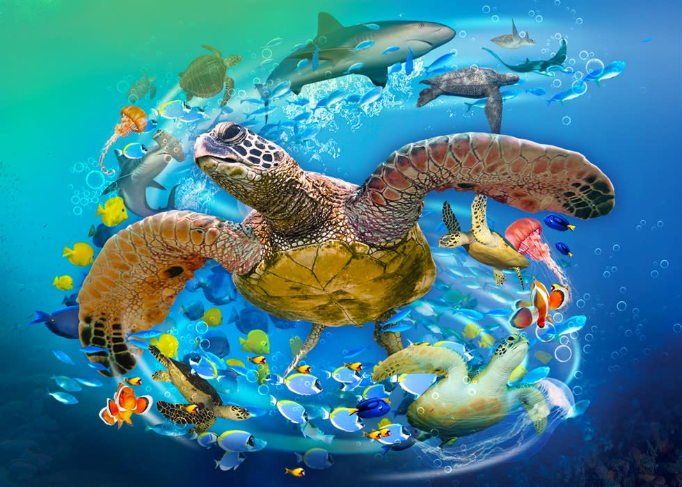 The Great Turtle Odyssey