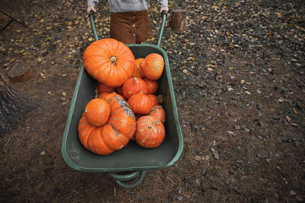 Halloween Festival at Reddish Vale Farm