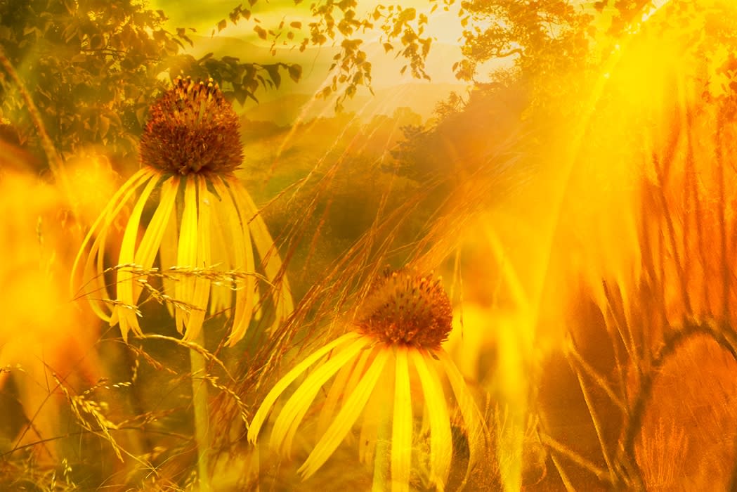 Illumination: Celebrating the Summer Solstice