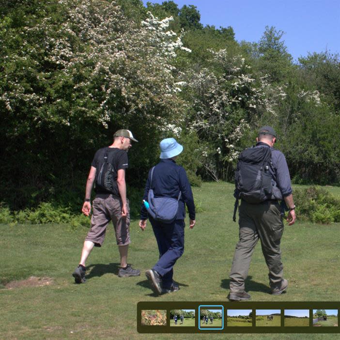 New Forest Explorer Walk - Visit the New Forest