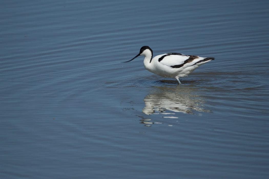 Bird Watching for Beginners at RSPB Middleton Lakes