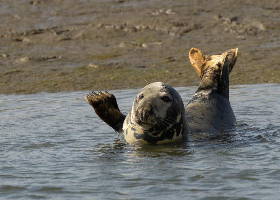 Beaulieu River Boat Tour - Visit the New Forest