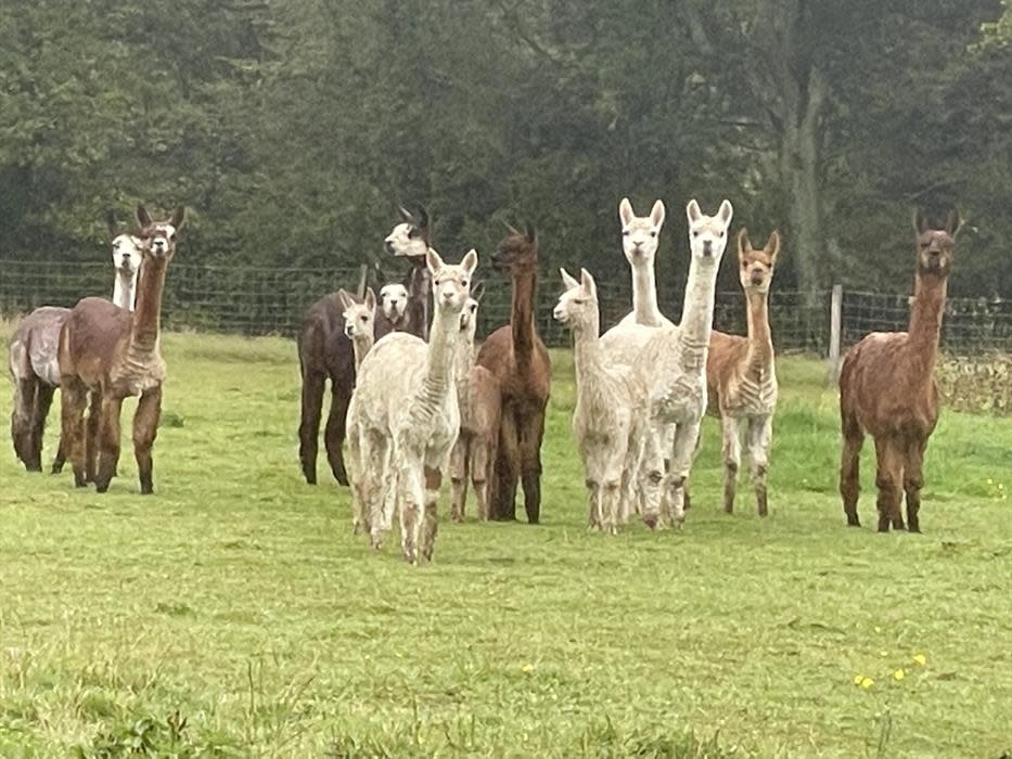 Close up with Alpacas - Visit the New Forest