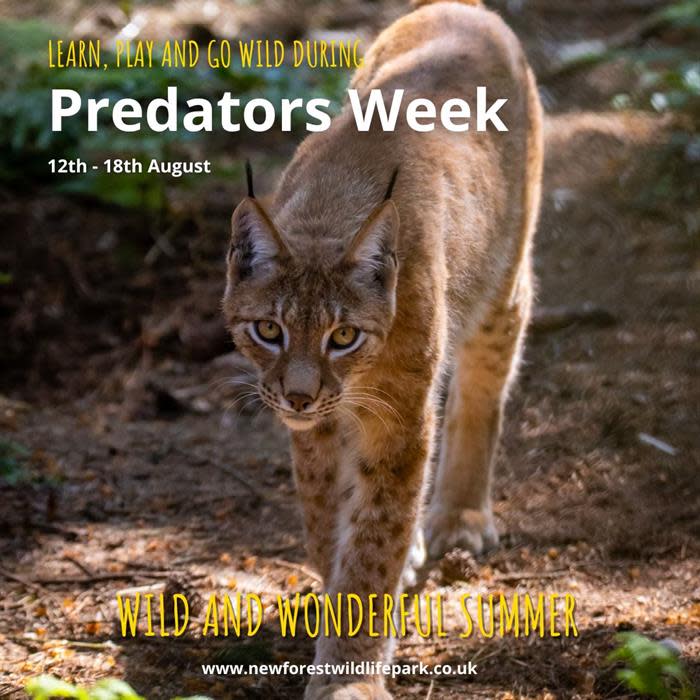 Predators Week - Visit the New Forest