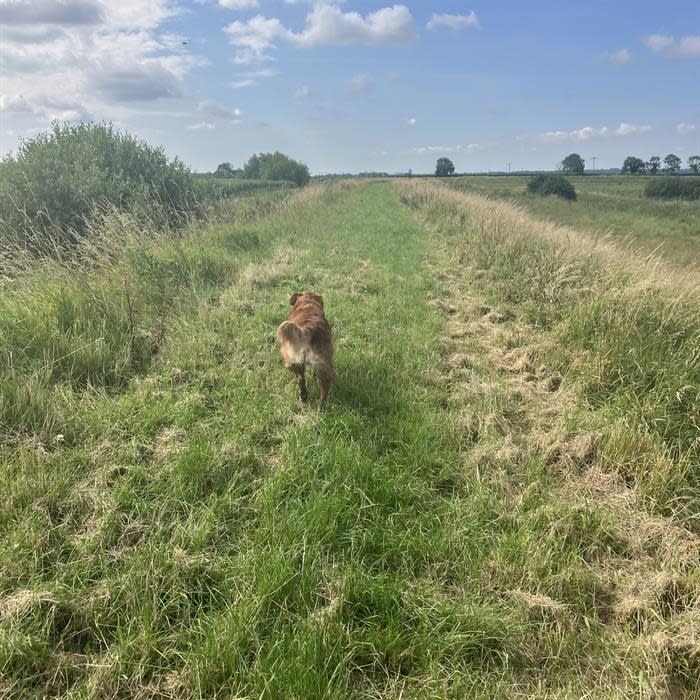 Laurel Vines Afternoon Tea Trundle with Walking the Wolds - Visit East ...