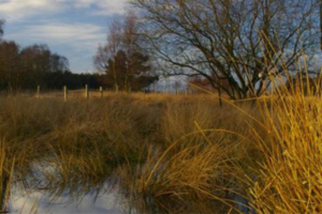 Allerthorpe Common Nature Reserve