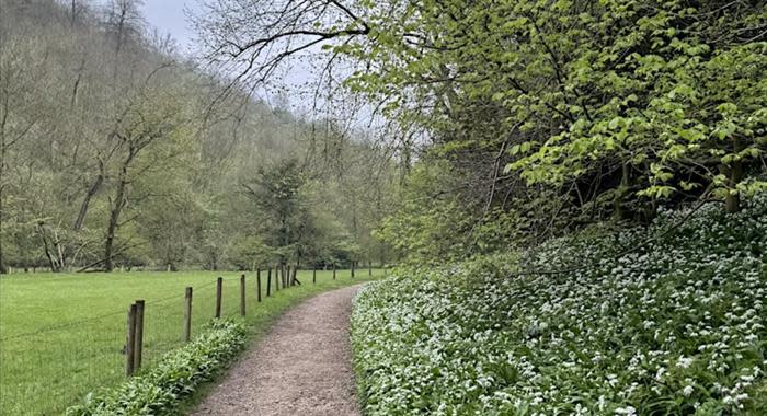 An intro to Plant Identification & Uses