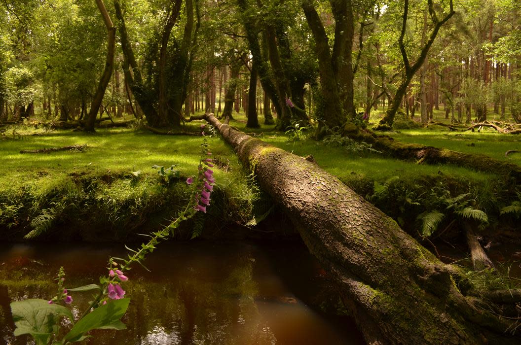 Photo Trek - Visit the New Forest