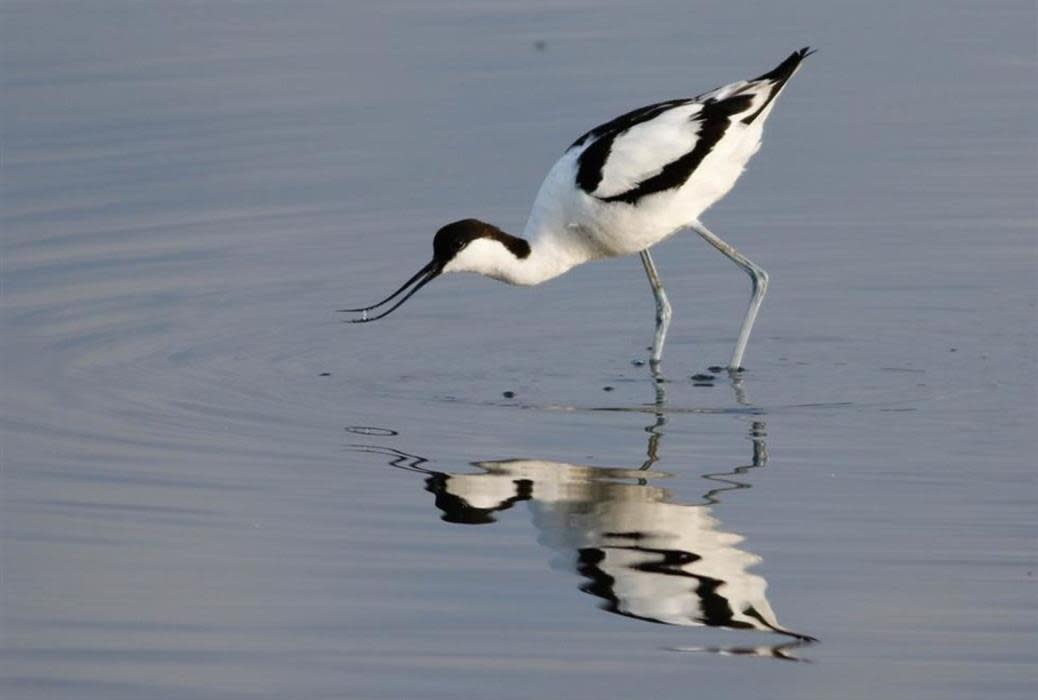 Bird Watching for Beginners - Visit the New Forest