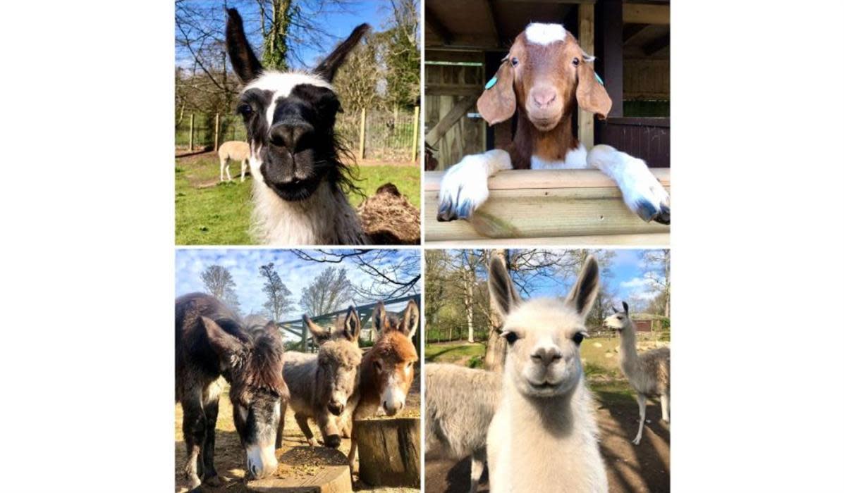 Zoo activity - Meet the Hoof Stock - Visit East Yorkshire