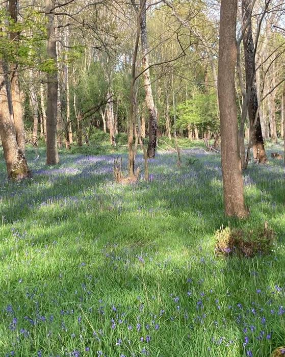 Hockey's Farm Bluebell Walk - Visit the New Forest