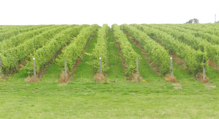 Buzzard Valley Wines, Vineyard & Fishery