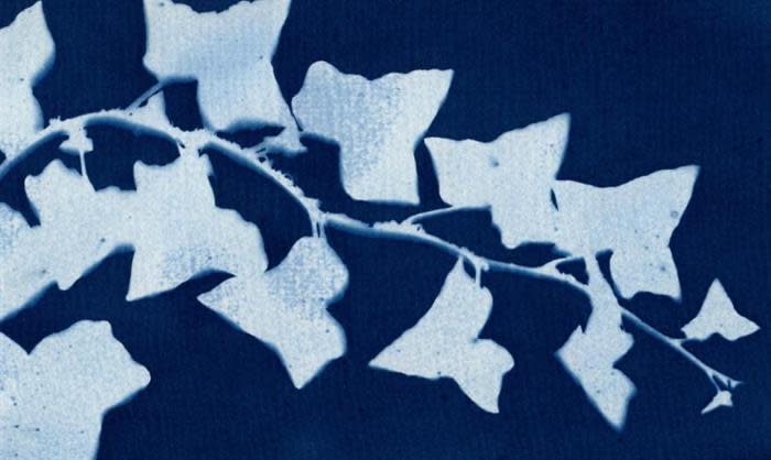 CYANOTYPE PHOTOGRAPHY - Visit the New Forest