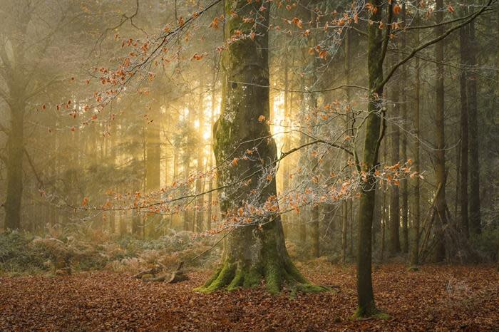 Lee Cooper Photography Workshop - Autumn - Full Day - Visit the New Forest