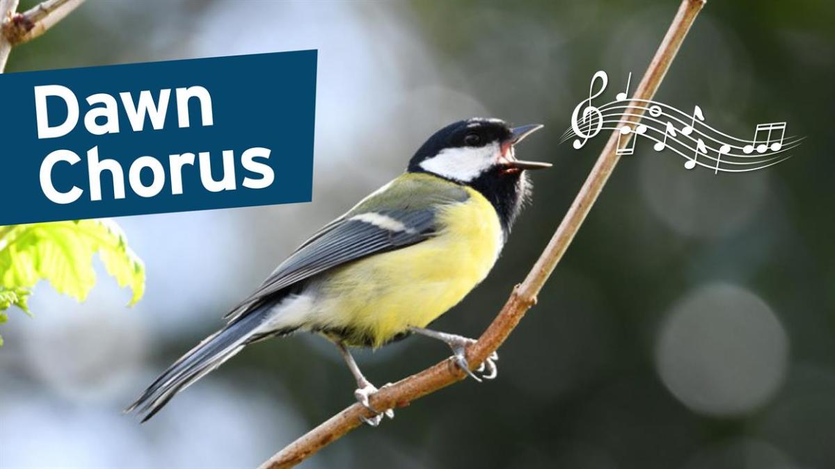 Dawn Chorus Walk - Visit the New Forest