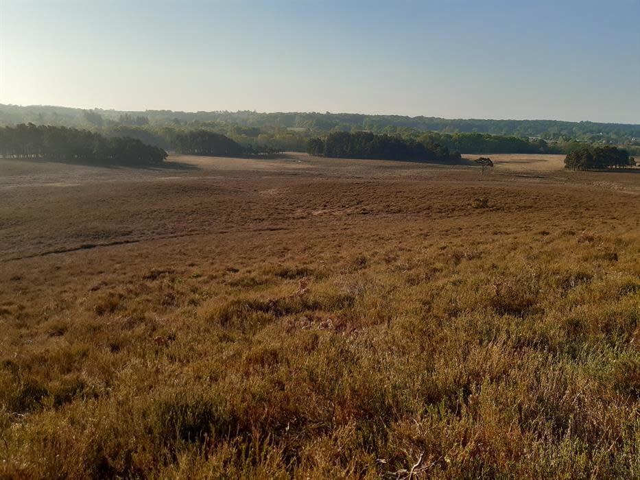 New Forest Wildlife Wander - Visit the New Forest