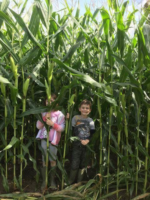 DoveFields Maize Maze