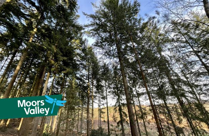 Prehistoric Burial Mounds Guided Walk - Visit the New Forest