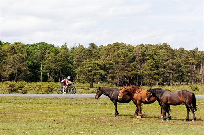 New Forest 100 - Visit the New Forest