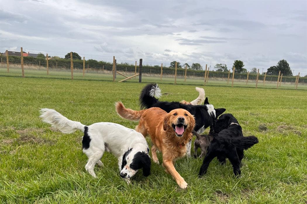 Eastrington Dog Field