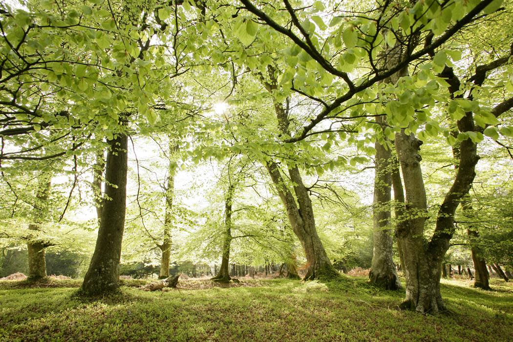 Inspired - New Forest Marque Artists - Visit the New Forest