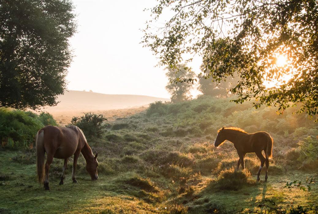 Hinton Admiral Camping @ Hawthorn - Visit the New Forest