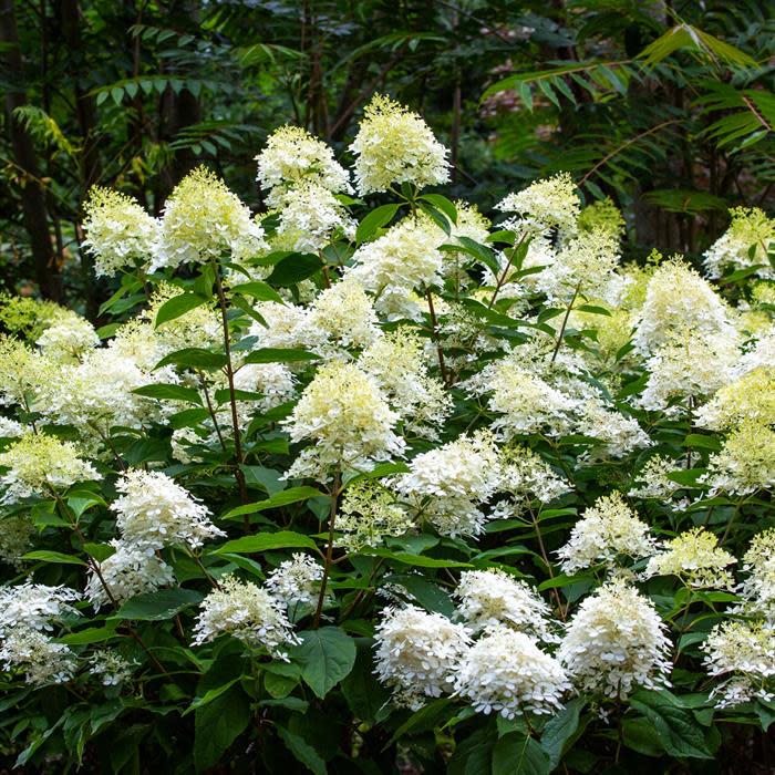Seasonal Spotlight tours - Hydrangeas - Visit the New Forest