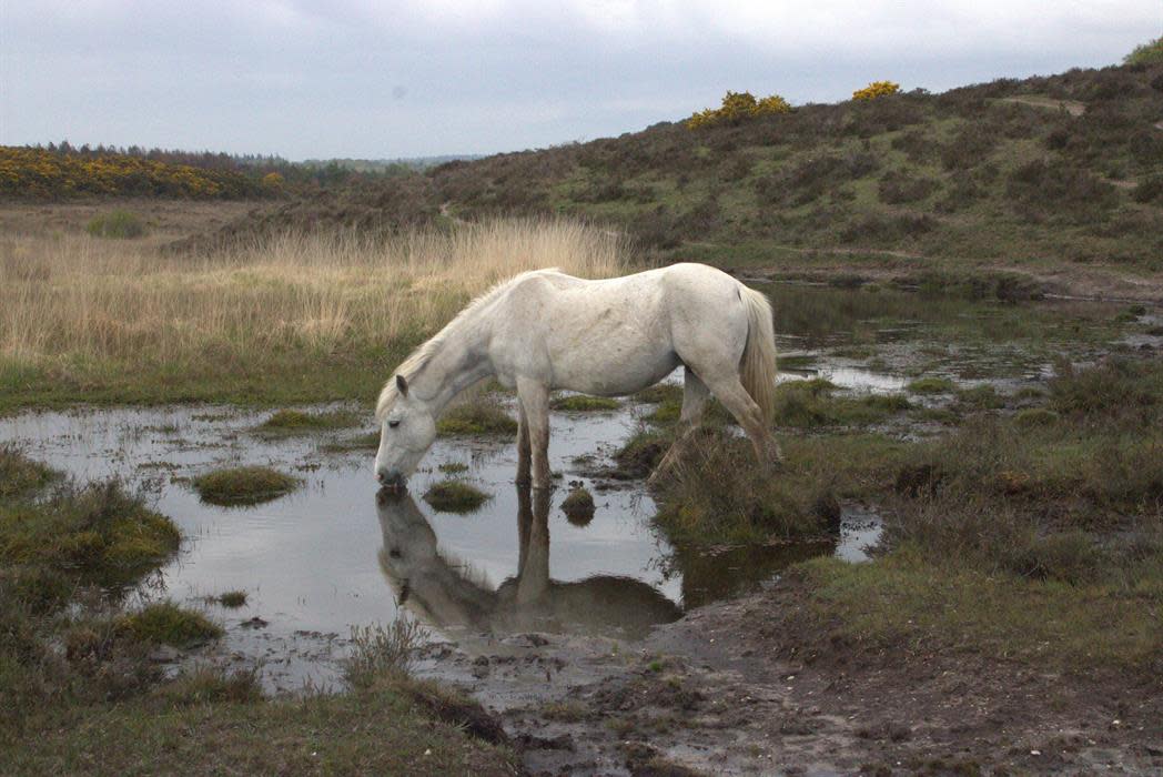 Welcome to the New Forest - Visit the New Forest