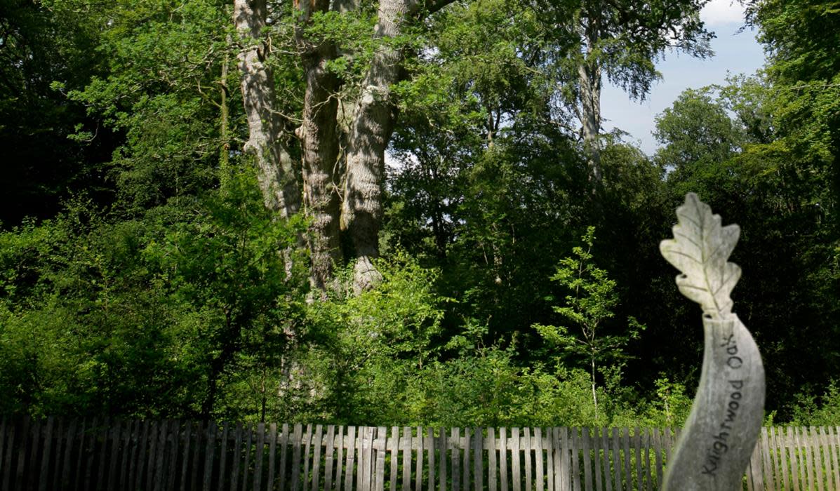 Knightwood Oak - Visit the New Forest