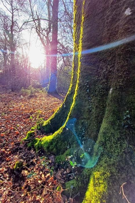 Fritham Circular Walk - Visit the New Forest