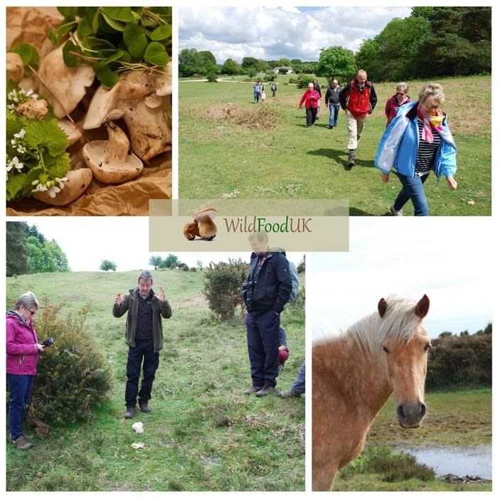 Foraging Course with Wild Food UK - Visit the New Forest