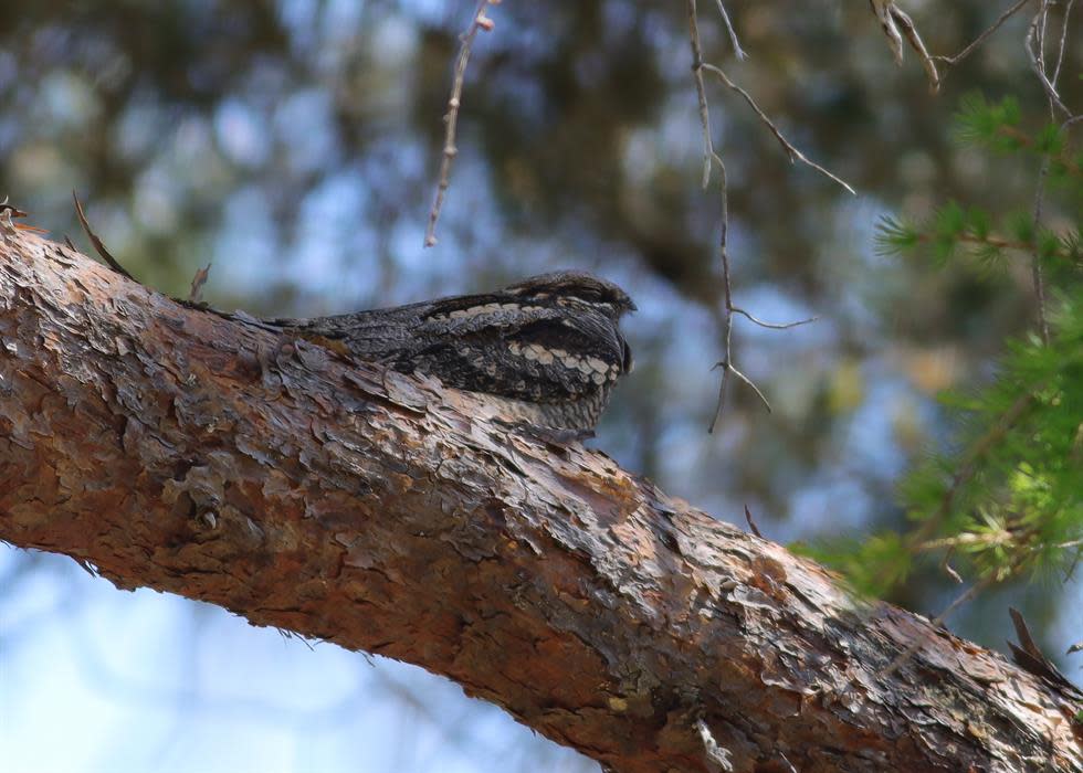 Nightjar Discovery Walk - Visit the New Forest