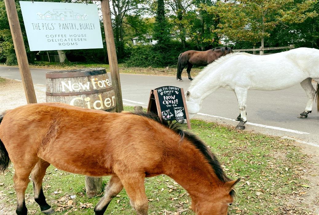The Pigs' Pantry Burley - Visit the New Forest