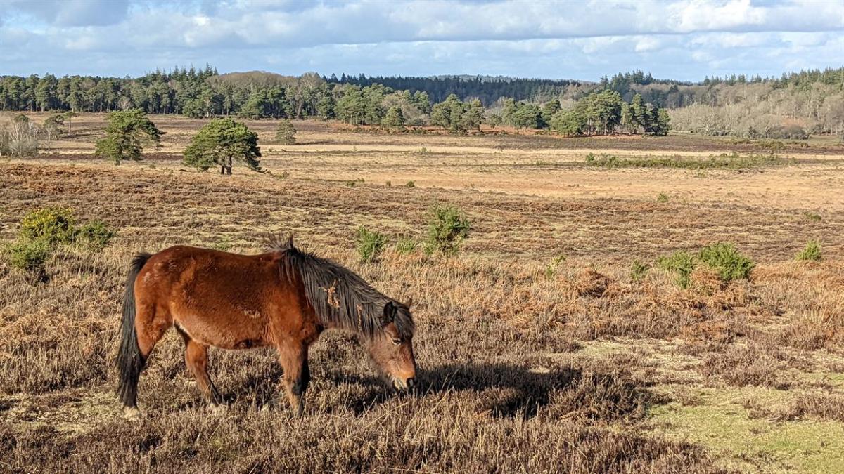 New Forest Explorer Walk (Hampton Ridge) - Visit the New Forest