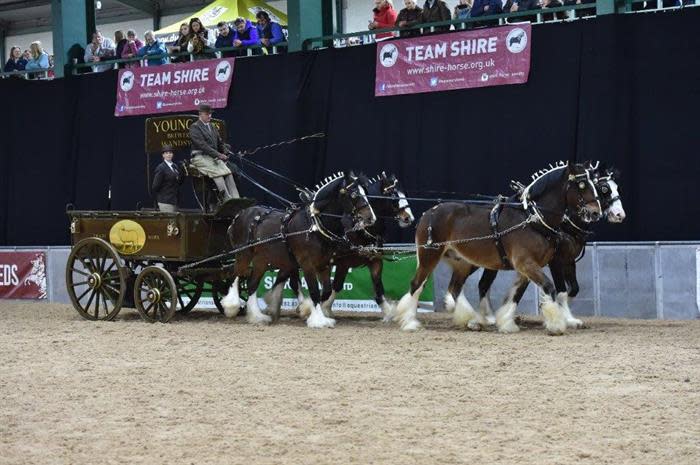 Shire Horse Society National Show 2024