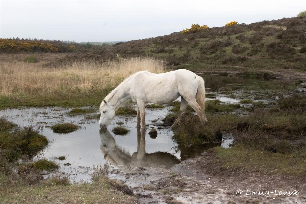 New Forest Discovery Walk - Visit the New Forest