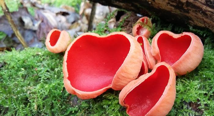 Consall Woods Fascinating Fungi
